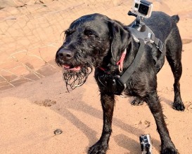 Bob the dog - Martin Dorey